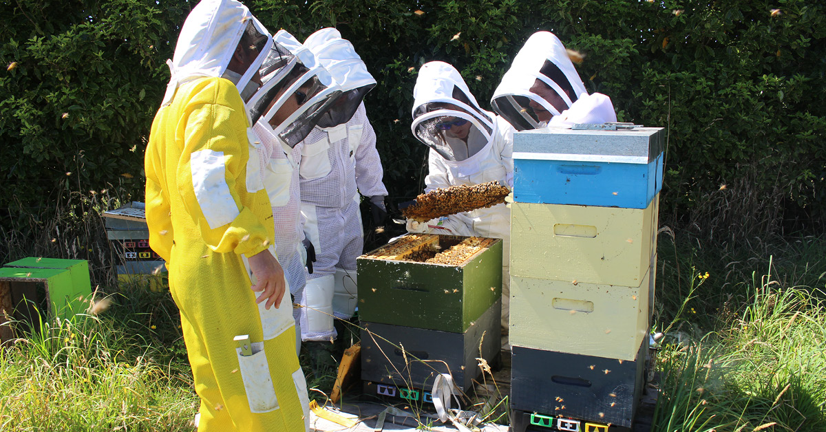 Apiculture Opportunities | News | Land Based Training Limited